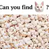Optical Illusion Puzzle Find Hidden Cat in The Popcorn | पॉपकॉर्नमध्ये ...