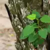 How to remove banyan vine from wall naturally | भिंतीवर पिंपळाचे रोप ...