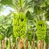 Banana Production with Tissue Culture : 'टिश्यू कल्चर'च्या जोडीने केळी ...