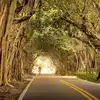 Why Are Ghosts Linked to Banyan Peepal and Tamarind Trees The Science ...