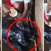 Two Face Calf Born : निसर्गाचा अद्भुत चमत्कारच! कोल्हापुरात म्हशीने ...