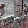 Monkey Steals Rs 10000 in Vrindavan Returns Money for Mango Juice Viral ...