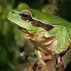 Chinese Woman Eats Frogs for Back Pain Relief See What Happens Next ...