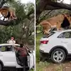 Lion Jumping on Car Viral Wildlife Video goes viral | फोटो काढत असताना ...