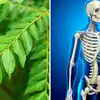 5 foods eat with curry leaves for calcium and make bones, joints strong ...
