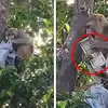 Monkey Showers 500 rs Notes from Tree in Prayagraj Crowd Rushes to ...