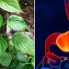 How to eat betel leaf for health benefits; पान खाण्याची योग्य पद्धत व ...