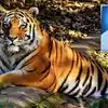 Chandrapur Gondpipri Tiger Attacks Farmer Dies; बैलांना चारण्यासाठी ...