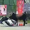 70 yrs old man Dies After Stray Bull attack three injured In Karjat ...