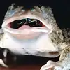 Rare Frog Found in Canada with Eyes Inside Its Mouth Photo Goes Viral ...