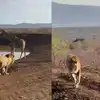 Giraffe Outsmarts Lion in Dramatic Jungle Attack Fight Video Goes Viral ...
