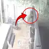 Leopard Terror in Pune Wild Cat Enters House Jumps Over Fence with Pet ...