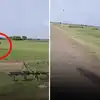 Protective Bull Saves Old Man Internet Amazed as Video Goes Viral ...