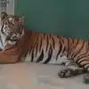 rudra tiger missing from veer mata jijabai udyan ranichi baug; 'रुद्र ...