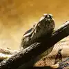 Do snakes hunt in packs cuban boa snake see details here: साप टीमवर्क ...