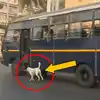 Stray Dog Becomes Mumbai Polices Unofficial Partner on Marine Drive ...