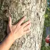 Touch Wood Meaning in Marathi: ‘टच वुड’ का म्हणतात? परंपरा, विज्ञान आणि ...