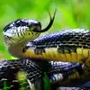 7 Foot Rat Snake Found on AC Unit in Mumbais Vile Parle Video Viral ...