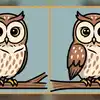Brain Teaser Can You Find Whats Different Between These Two Owls | उजवं ...