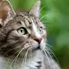 What is Puerperal Cannibalism How to Understand Why a Mother Cat Eats ...