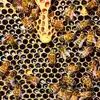 Beekeeping Farming Success Story; फक्त मधमाशीपालन करुन कोट्यवधी रुपये ...