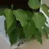 How To Remove Peepal Tree From Roof Safely | बाल्कनीत उगवलेले वड ...