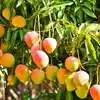 Japan Banned Indian Mangoes | Japan Banned Indian Mangoes: आंब्याची ...