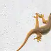 Lizards Away From Home | भिंती-खिडक्यांवर पालींचा सुळसुळाट? MasterChef ...