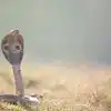 Do snakes remember who hurt them science behind snake memory and ...
