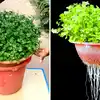 Coriander Gardening Tips | काहीच न करता घरातील कुंडीत उगवा ताजी ...