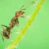 7 Animals That Predict Rain Before It Falls According To Science: पाऊस ...
