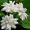 मोगऱ्याच्या रोपाला फुलं येत नाही? करा हे उपाय |Tips To Grow Mogra Plant ...
