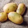 How To Select Good Quality Potatoes? | सावधान, कधीच खरेदी करू नका या ...