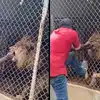 How To Survive A Lion Attack,अतिशहाणपणा नडला! सिंहाच्या तोंडात बोटं ...