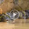 Python Vs Crocodile | अजगर विरुद्ध मगर