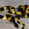 Manyar Poisonous Snake,भारतातील दुर्मिळ अन् अत्यंत जहाल विषारी साप ...