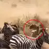 Lion Vs Zebra,झेब्य्राची शिकार करणं सिंहाला पडलं भारी, एकीच्या बळानं ...