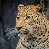 Mumbai Leopard Attack,मुंबईत बिबट्याची दहशत; रात्रीच्या अंधारात चार ...