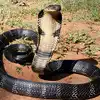A Man Killed King Cobra,दारूच्या नशेत तरुण किंग कोब्राला चावला, कोण ...