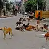Petition Regarding Stray Dogs Is Yet To Be Heard 67 Protection For ...