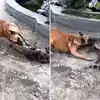 Dog Vs Crocodile Video,Video: मगरीसमोर सोडला पिसळलेला कुत्रा, ‘या ...