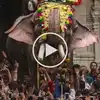 Indias Tallest Elephant,तुम्ही भारतातला सर्वात उंच हत्ती पाहिलात का? वर ...