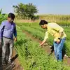 Homeopathic Farming,होमिओपॅथिक शेतीचा भन्नाट प्रयोग, ऊस ते कांदा, हरभरा ...