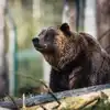 Fossil Science Drop Bear: Fossil Found Of Marsupial Bear Drop Bear ...