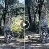 Tendue Ka Video | Leopard Viral Video: सड़क से जा रहा था तेंदुआ, अचानक ...