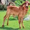 अरे ये तो कमाल हो गया! क्लोन गाय आखिर कैसे भारत के लिए साबित हो सकती है ...