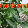 Aak Ke Upay: आक का पेड़ है बेहद चमत्कारी, इन आसान उपायों से होगा धन लाभ ...