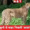 Kuno tracking team searching female cheetah asha attacked by villagers ...