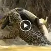 Jaguar Ka Video | Jaguar Attack Crocodile Viral Video: जेगुआर ने दिखाई अपनी ताकत, पलभर में पानी ...