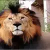 Babbar lion Prithvi health deteriorated in Lucknow zoo : लखनऊ चिड़ियाघर ...